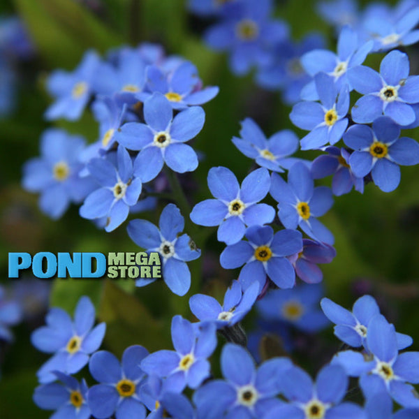 Forget Me Nots, Blue / Aquatic Winter Hardy/Shade loving– Pond Megastore