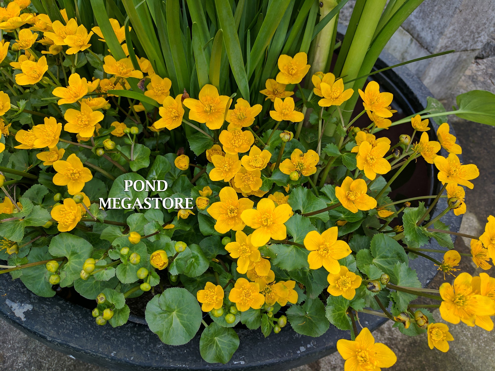 marsh marigold native range