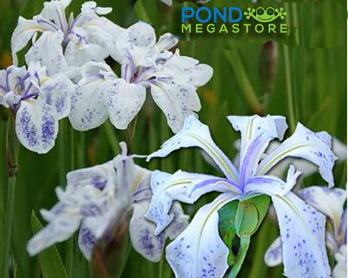 Mottled Beauty Iris Laevigata Plants Ship Spring