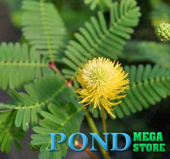 Water Mimosa or SENSITIVE PLANT (Neptunia aquatica) neptunia orlacea ...
